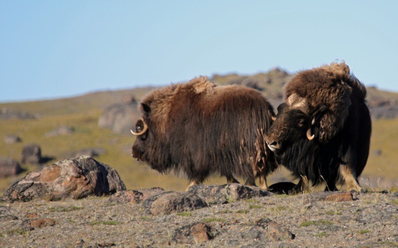 Musk Ox Kayak Safari - Sport Tourism | Far. Fast. Deep. High.